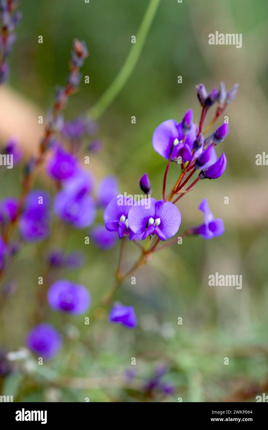 Hardenbergia Violacea has a common name of False Sarsparilla, but is ...