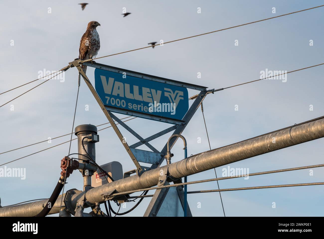 Redtail hawk on a pivot irrigation system in northeast Oregon Stock ...