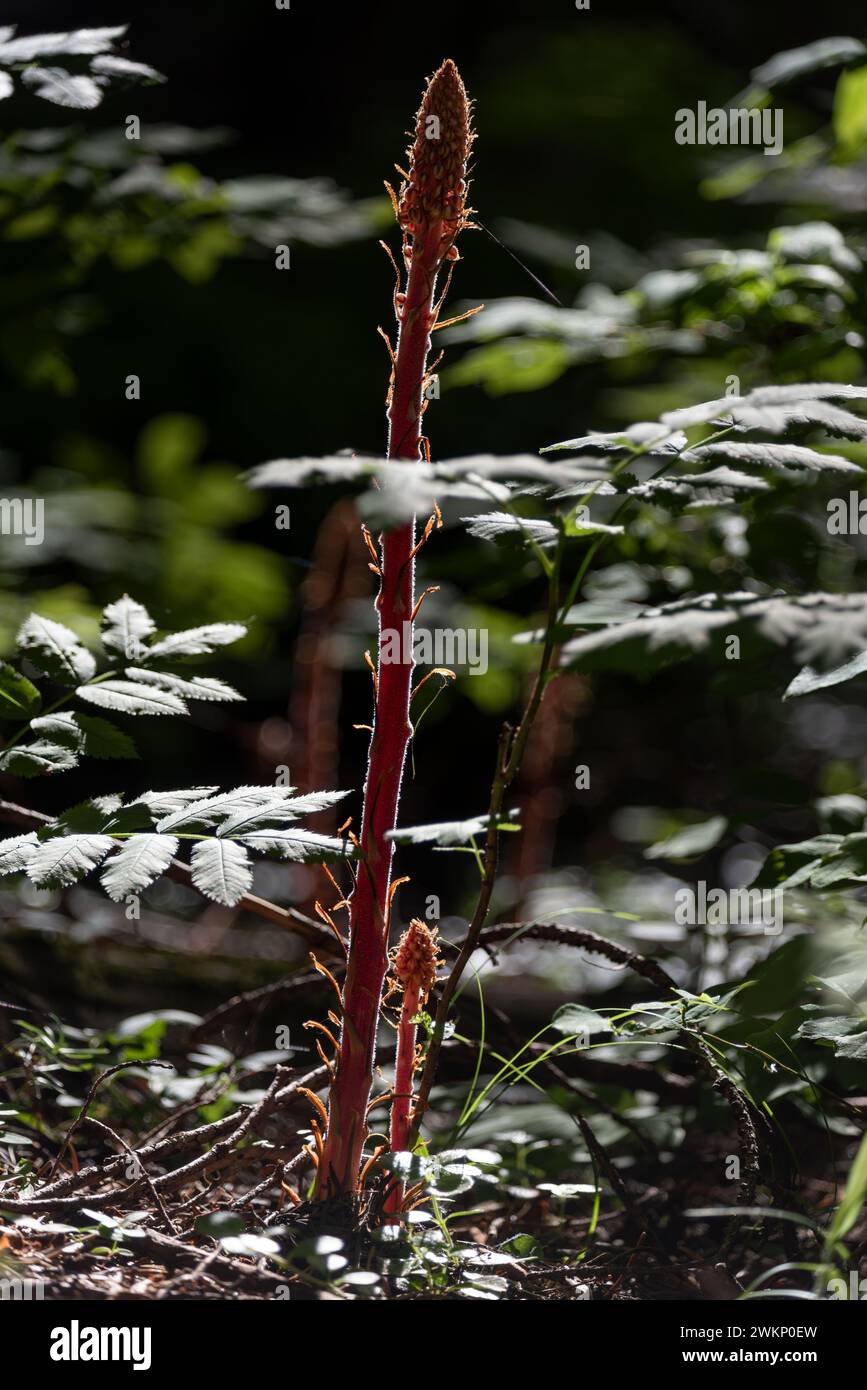 Myco heterotrophy hi-res stock photography and images - Alamy