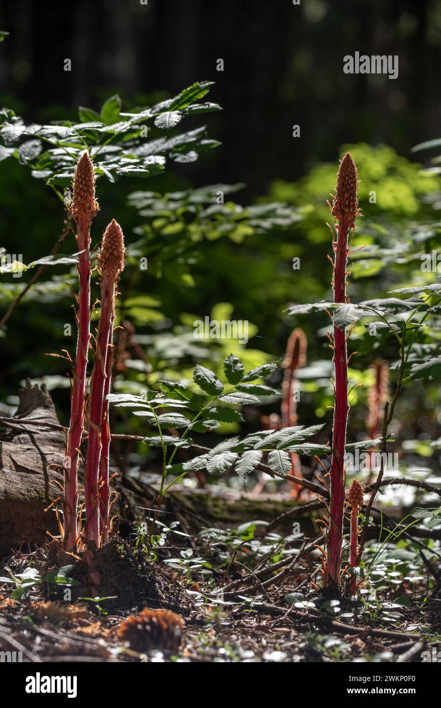 Pinedrops & wild rose, Wallowa Mountains, Oregon Stock Photo - Alamy