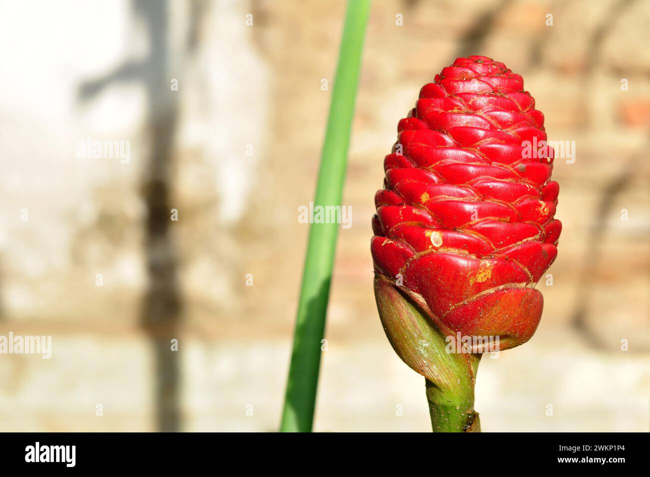 Zingiber zerumbet usually called as lempuyang gajah is belonging into ...