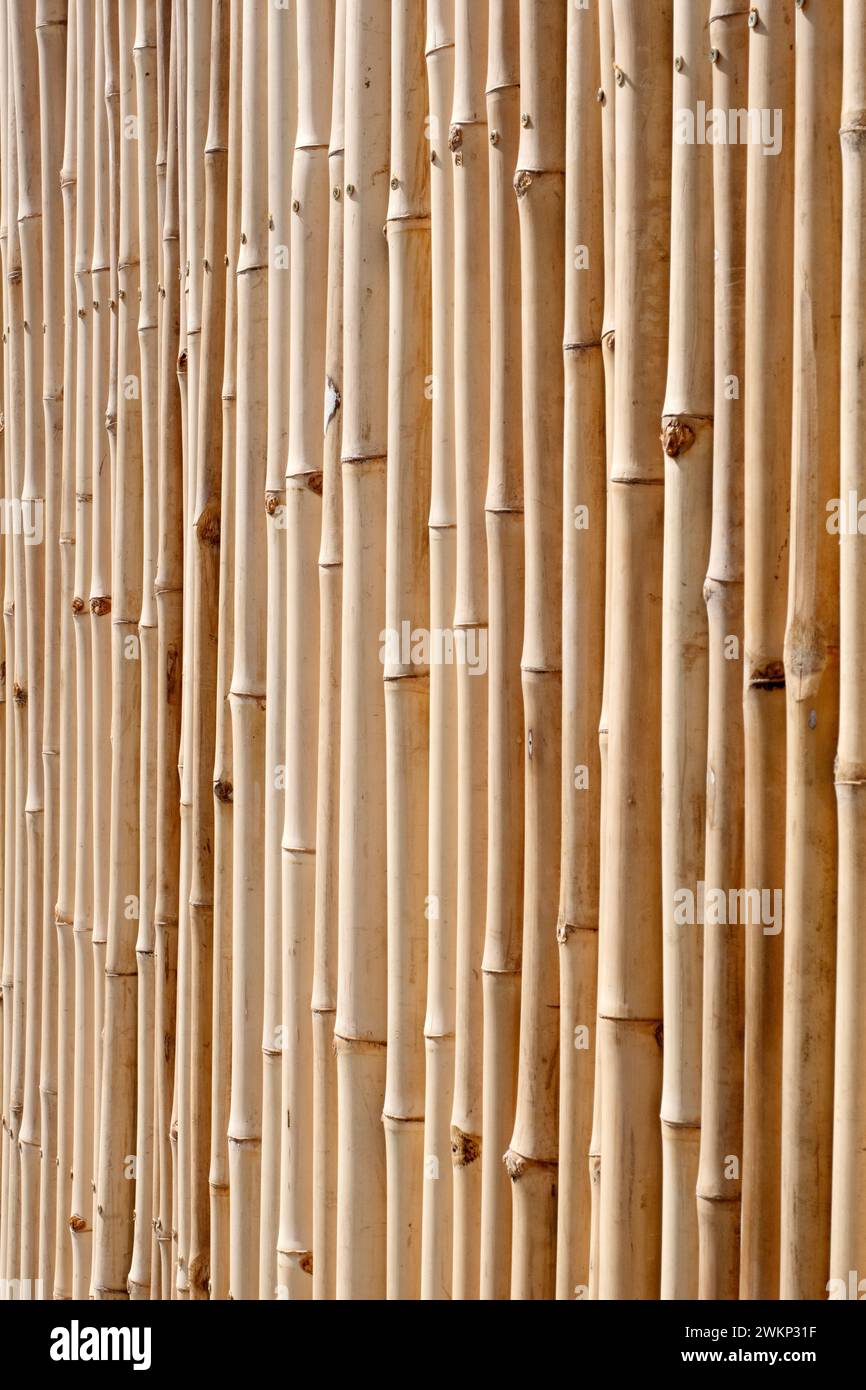 bamboo fence or wall texture background for interior or exterior design ...