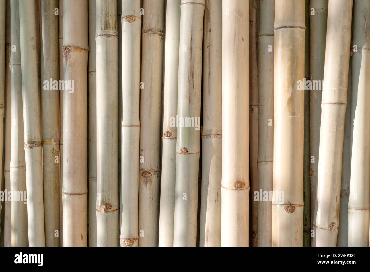 bamboo fence or wall texture background for interior or exterior design ...