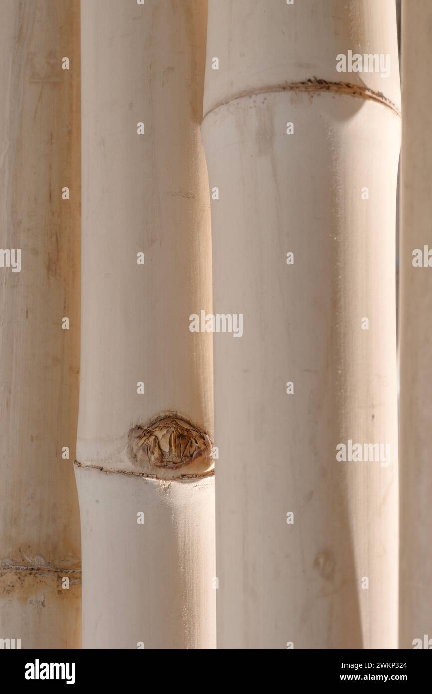 bamboo fence or wall texture background for interior or exterior design ...