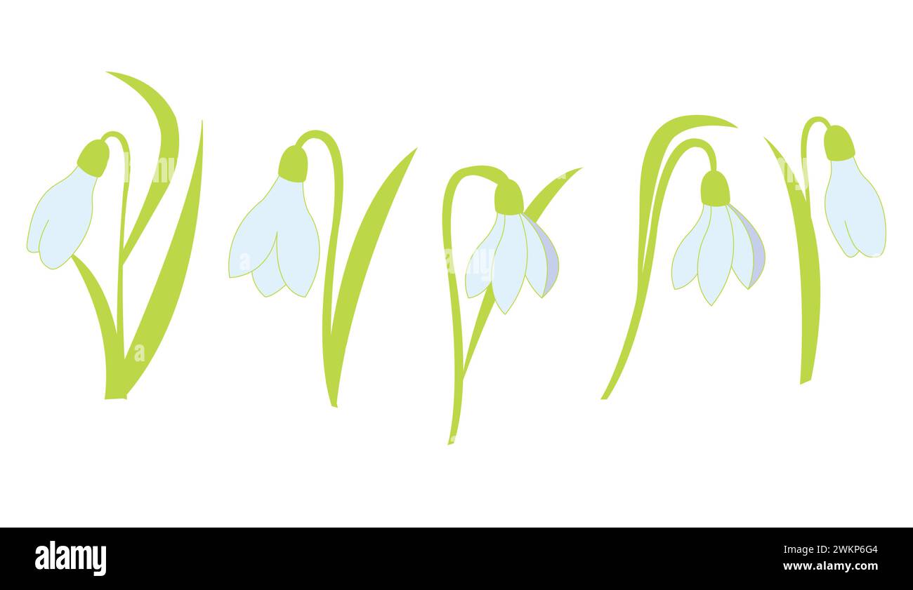 Set of snowdrop flowers in cartoon style. Vector illustration isolated ...