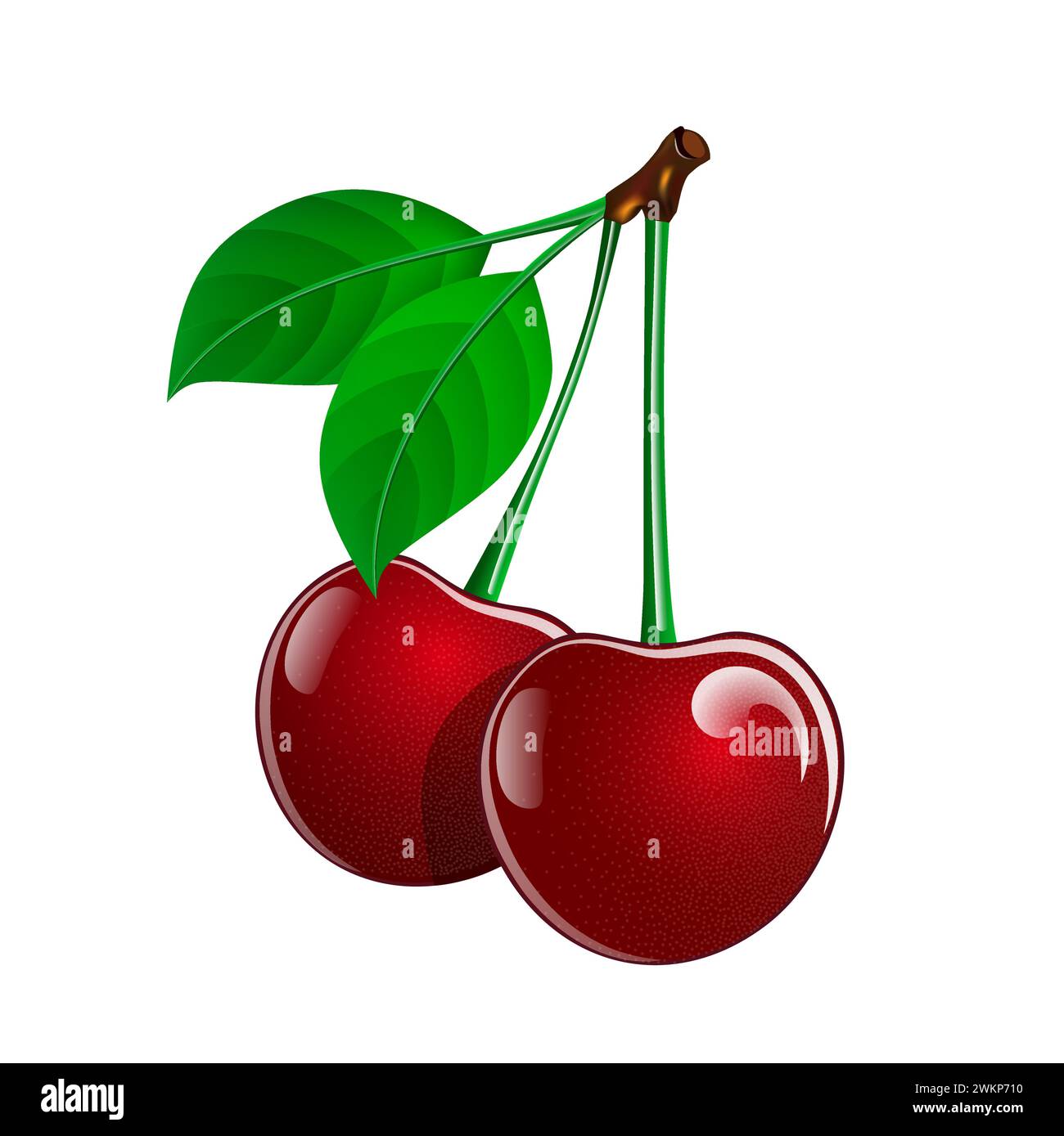 Illustration of two vector juicy cherries with leaves on a white ...