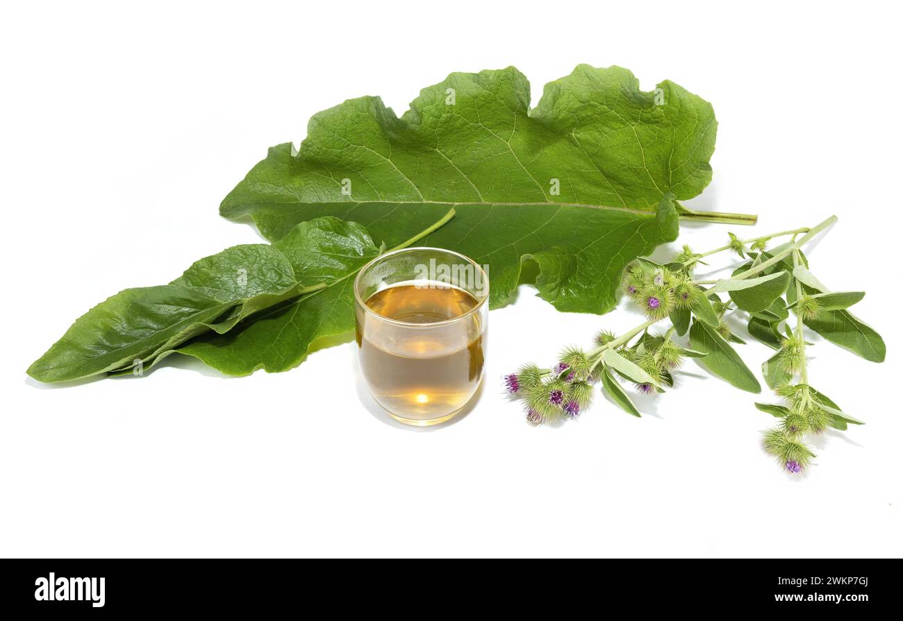 infusion of burdock, you can see the leaves and fruit of this healing ...