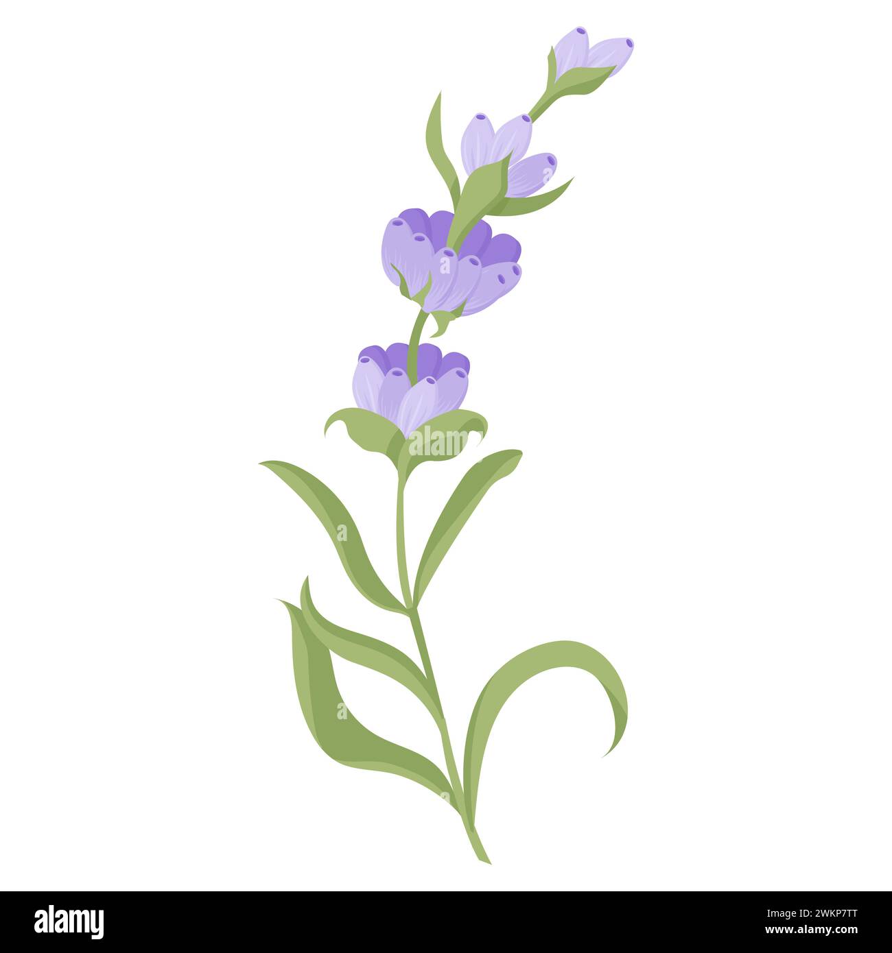 Lavender flower for your design. Vector illustration isolated on white ...