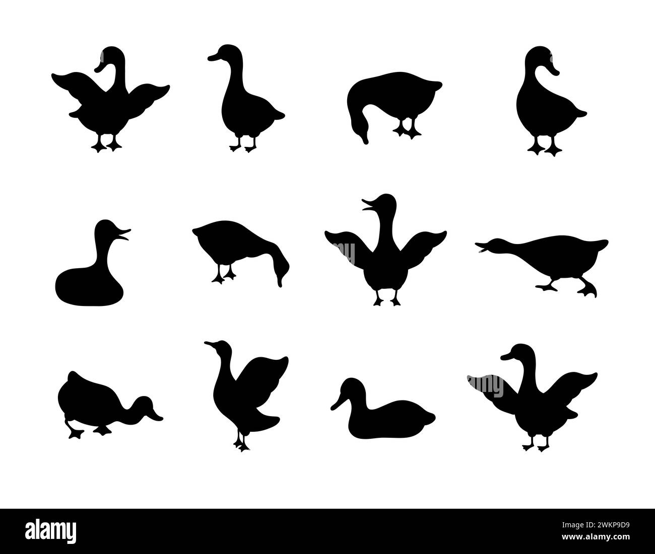 Avian print Black and White Stock Photos & Images - Alamy