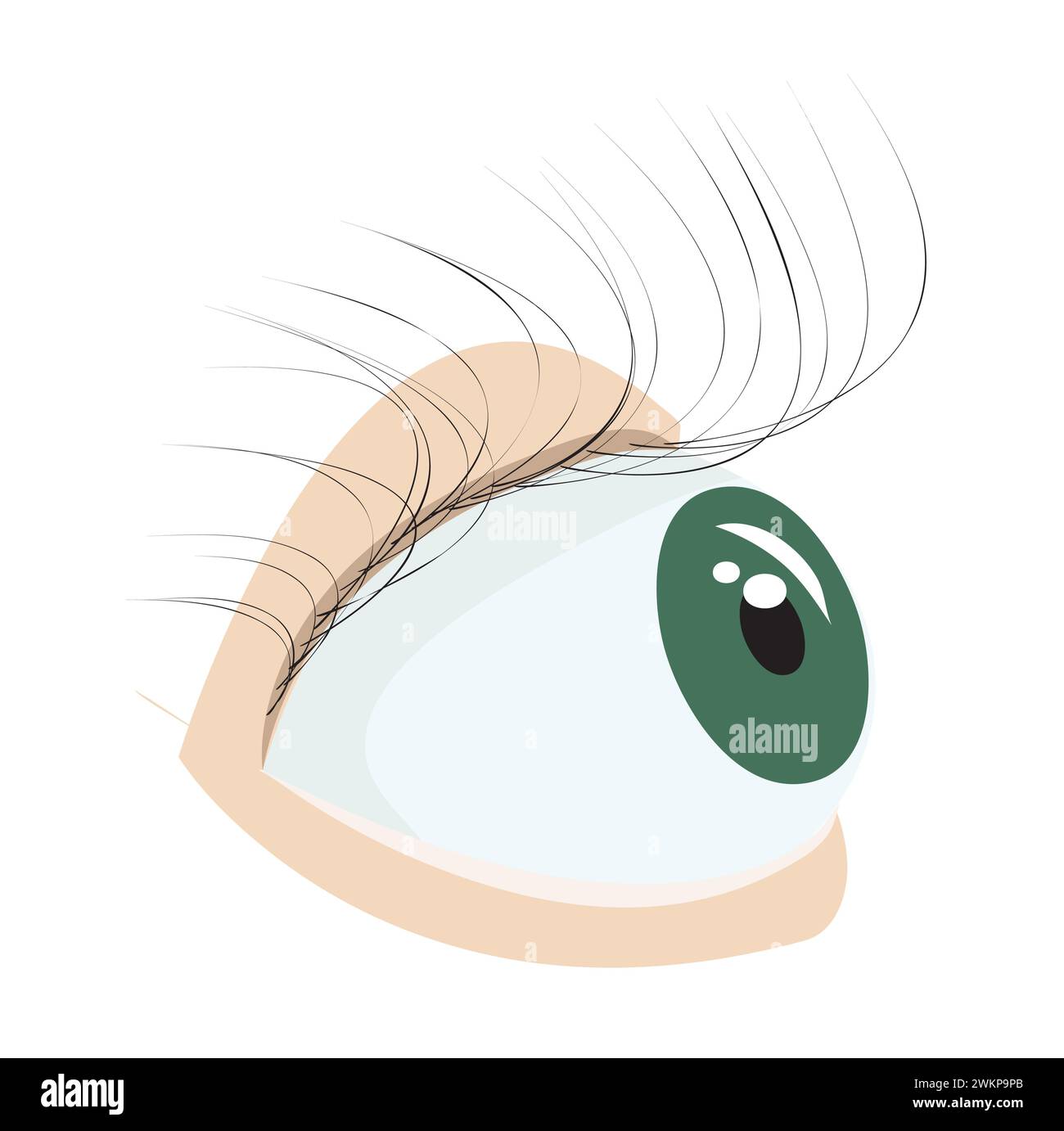 Human eye. Vector illustration isolated on white background Stock ...