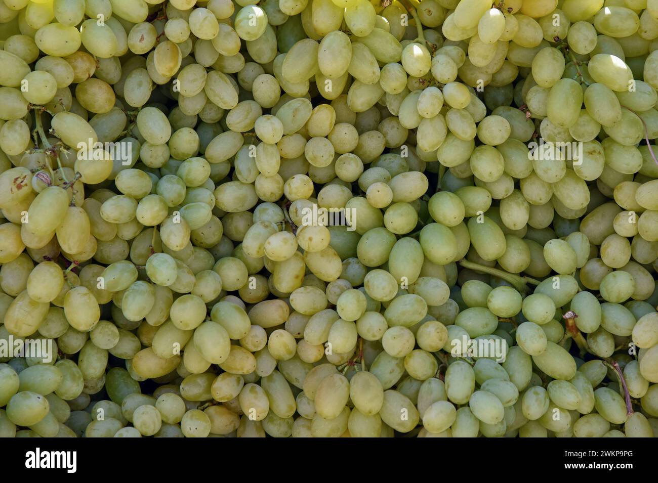 Green grapes filling the frame Stock Photo - Alamy