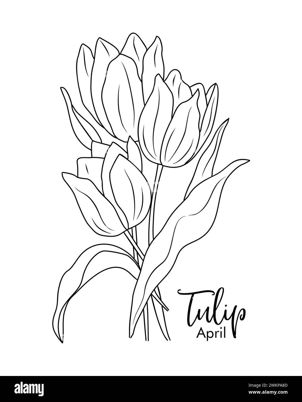 Tulip April birth month flower outline drawing Stock Vector Image & Art ...