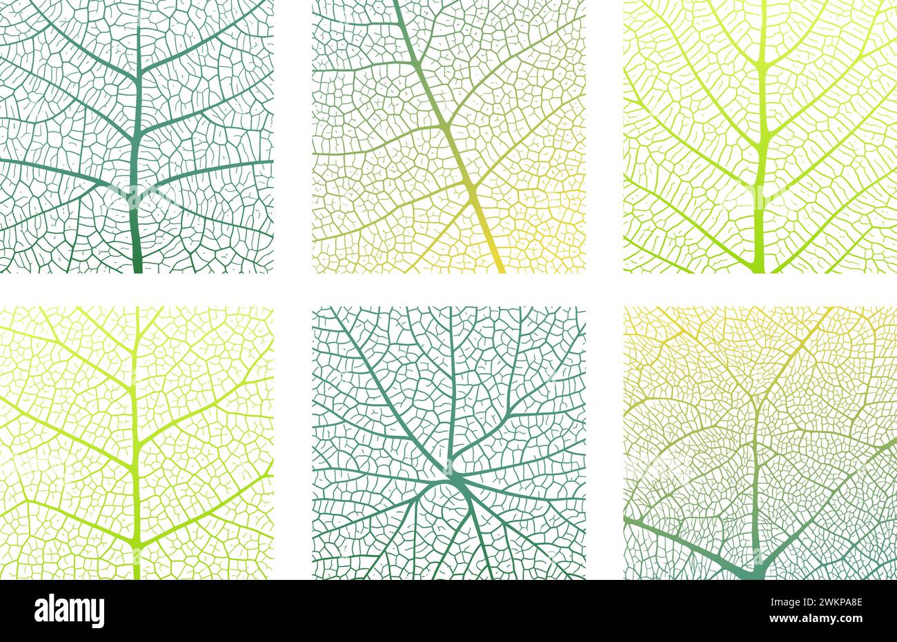 Leaf vein texture abstract background set with close up plant leaf ...