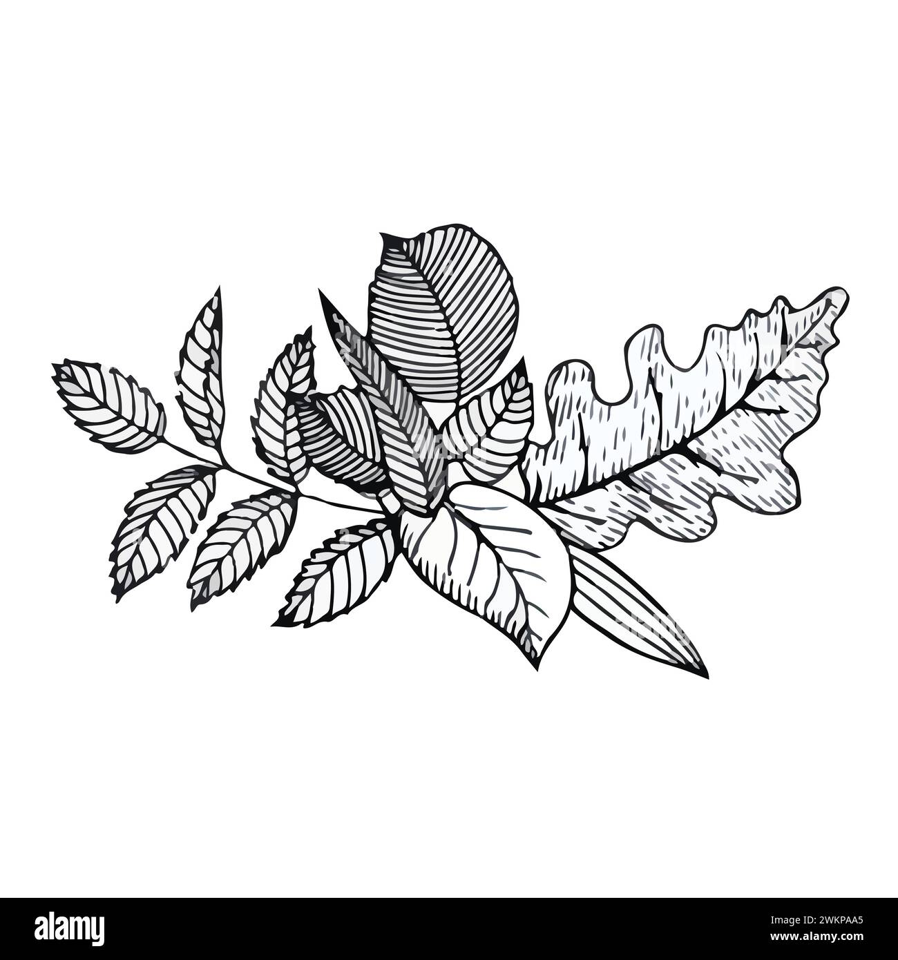 Hand-drawn composition of autumn leaves in doodle style. Vector ...