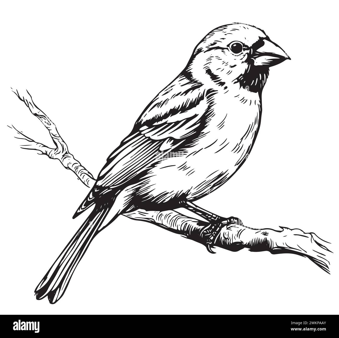 Black and white sketch of a canary bird sitting on a branch Vector ...