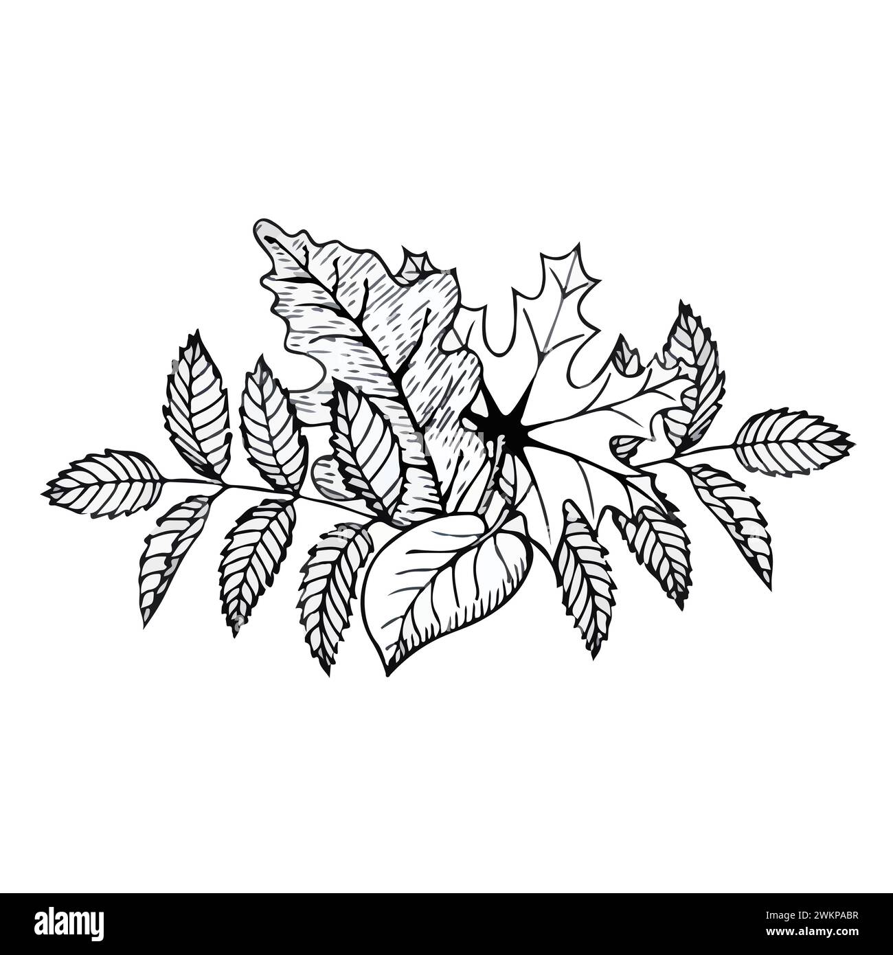 Hand-drawn composition of autumn leaves in doodle style. Vector ...