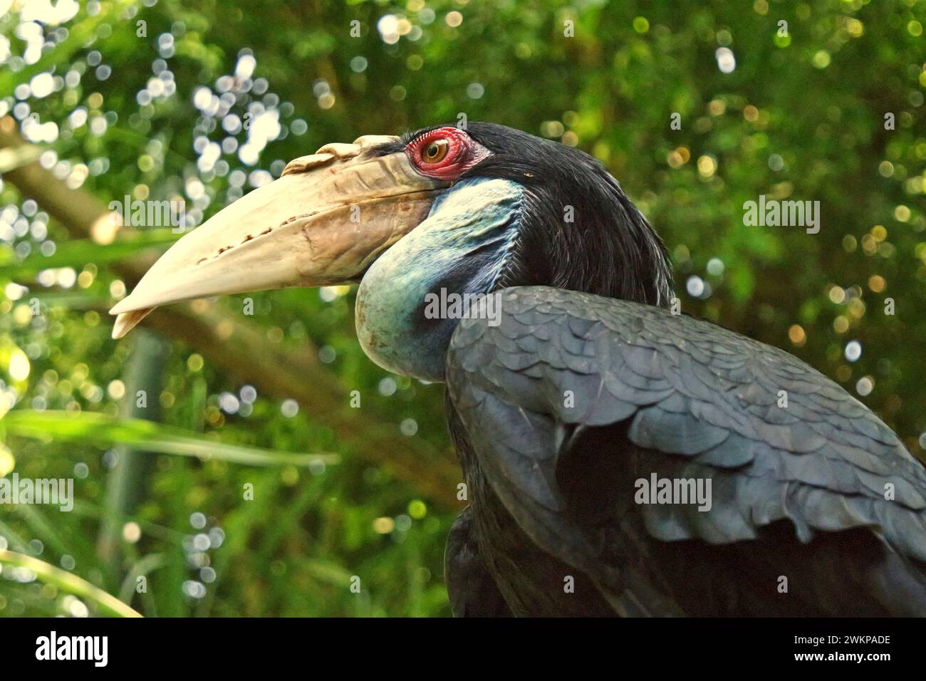 A Sumba hornbill (Rhyticeros everetti) is photographed in zoo setting ...