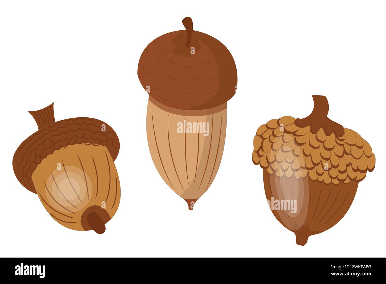 Set of acorns. Seeds, fruits of oak. Icons in cartoon style. Vector ...