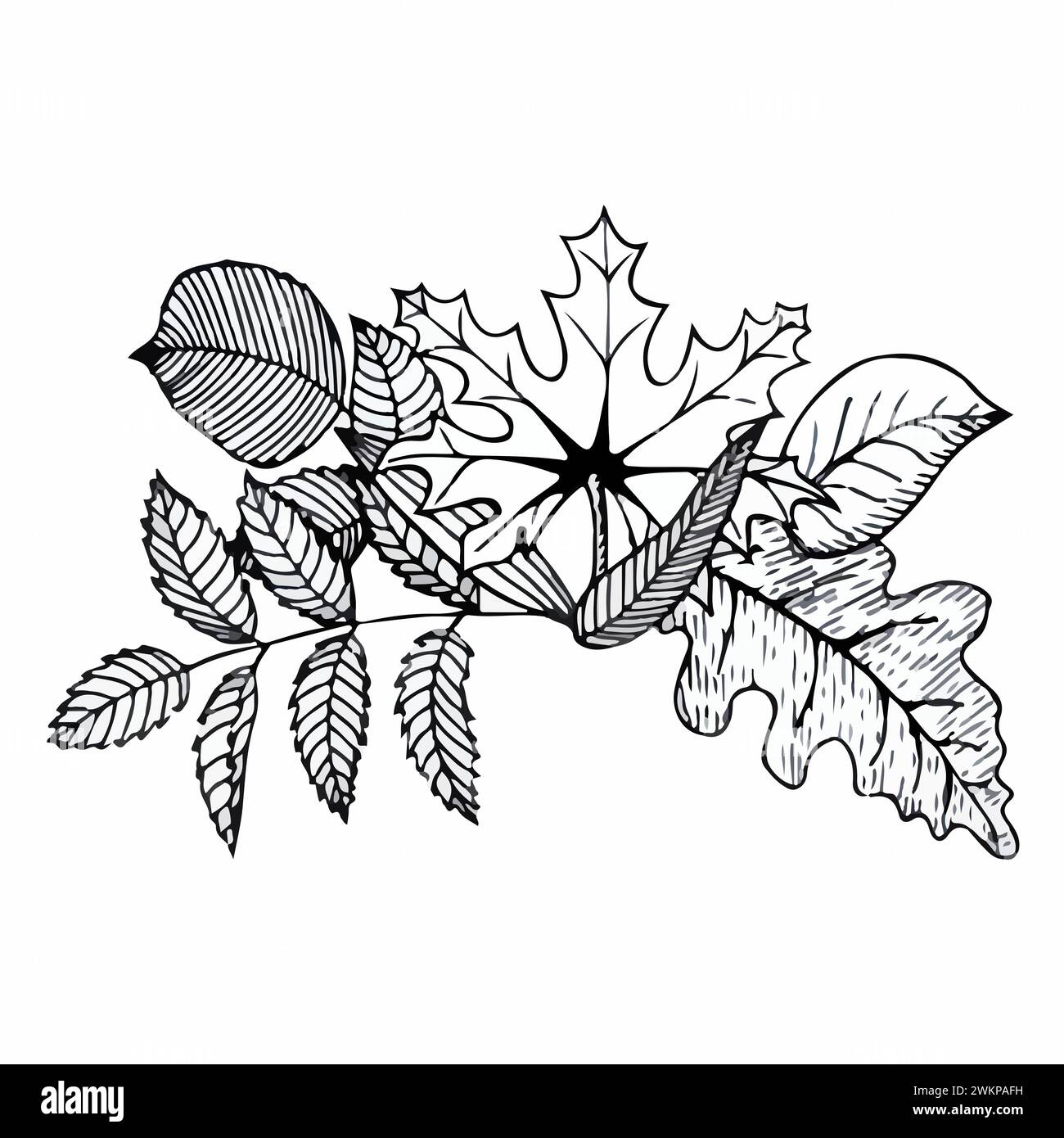 Hand-drawn composition of autumn leaves in doodle style. Vector ...
