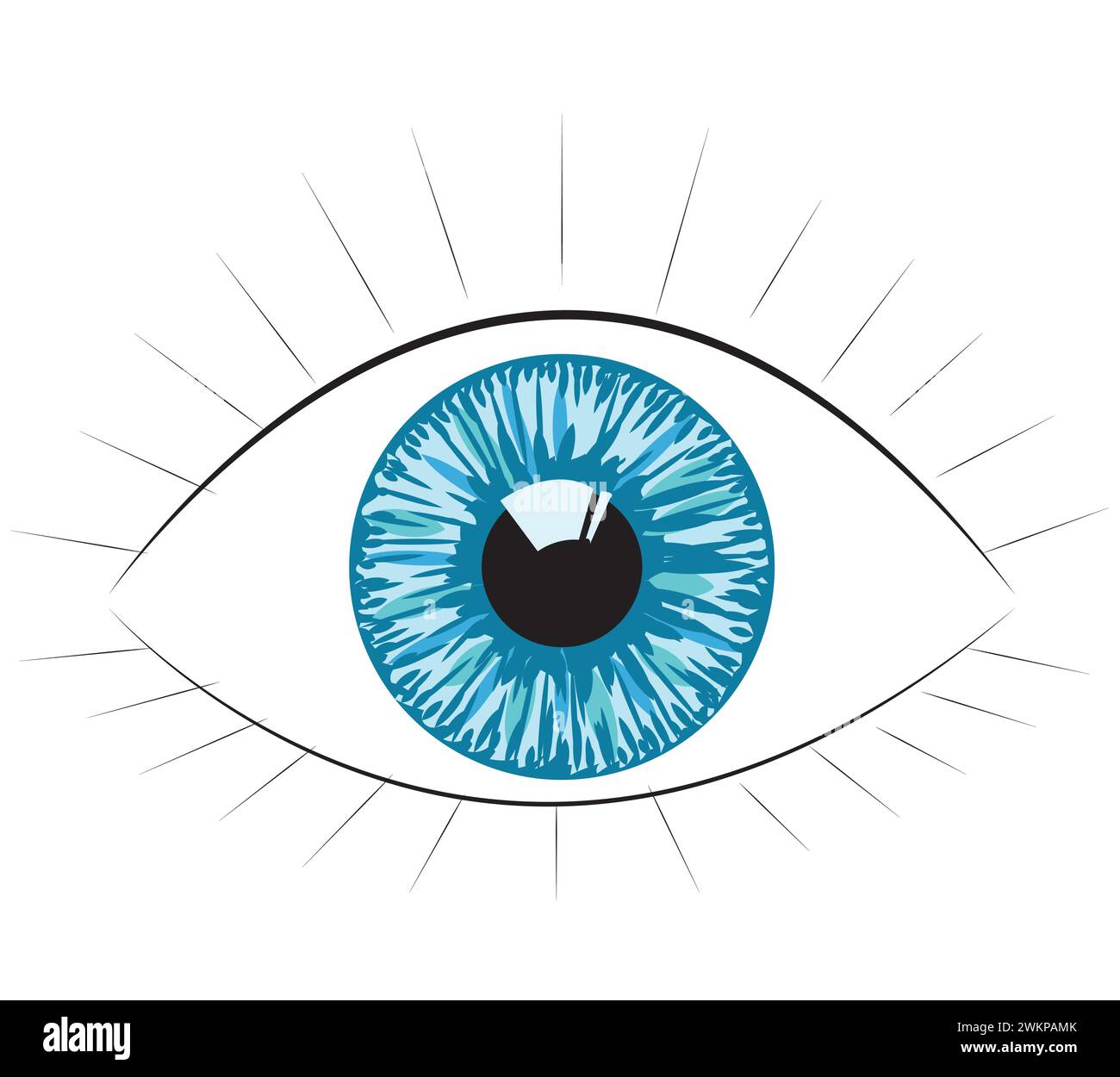 Human eye. Vector illustration isolated on white background Stock ...