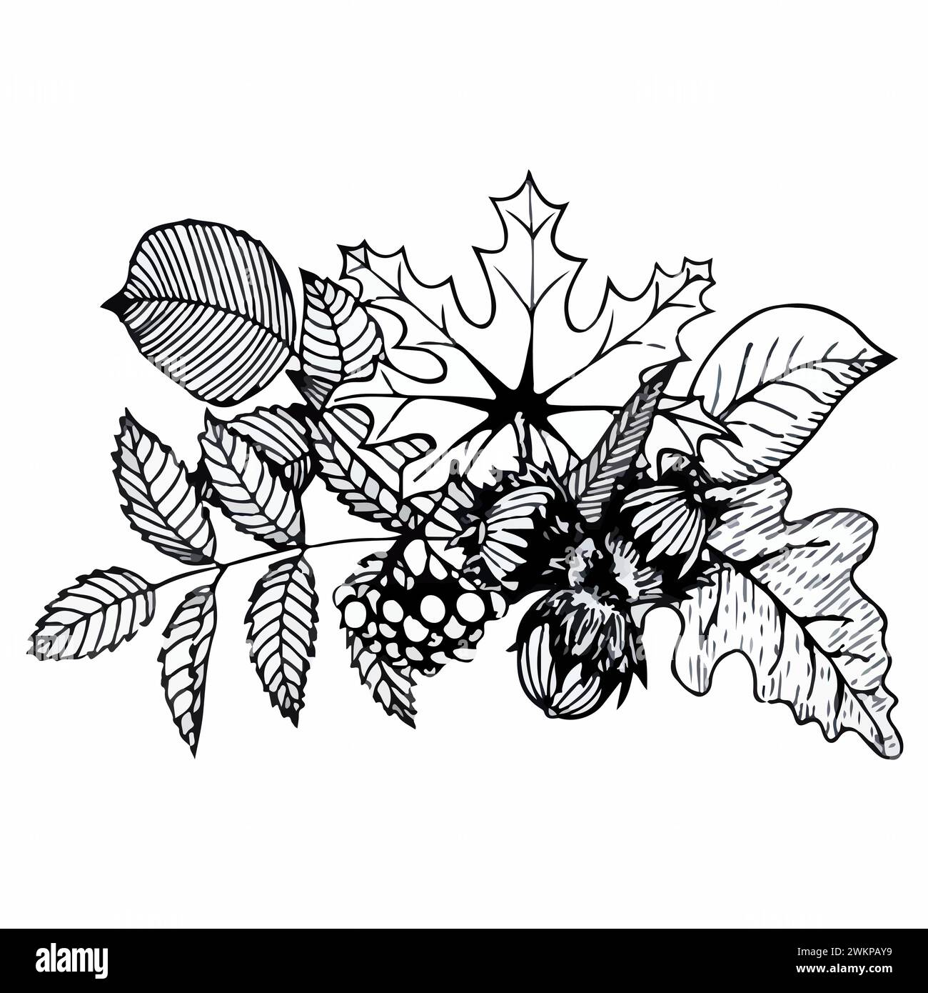 Hand-drawn composition of autumn leaves in doodle style. Vector ...