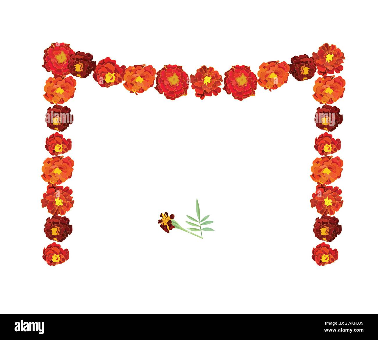 Orange calendula, symbol of the Mexican holiday Day of the Dead ...