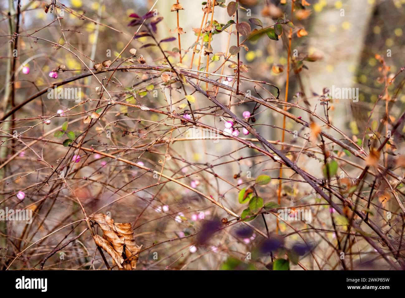 Pink berries on warm day in late February at the Englischer Garten in ...