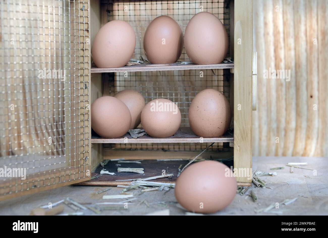 front view on chicken eggs in a rustic box opening on wooden background ...