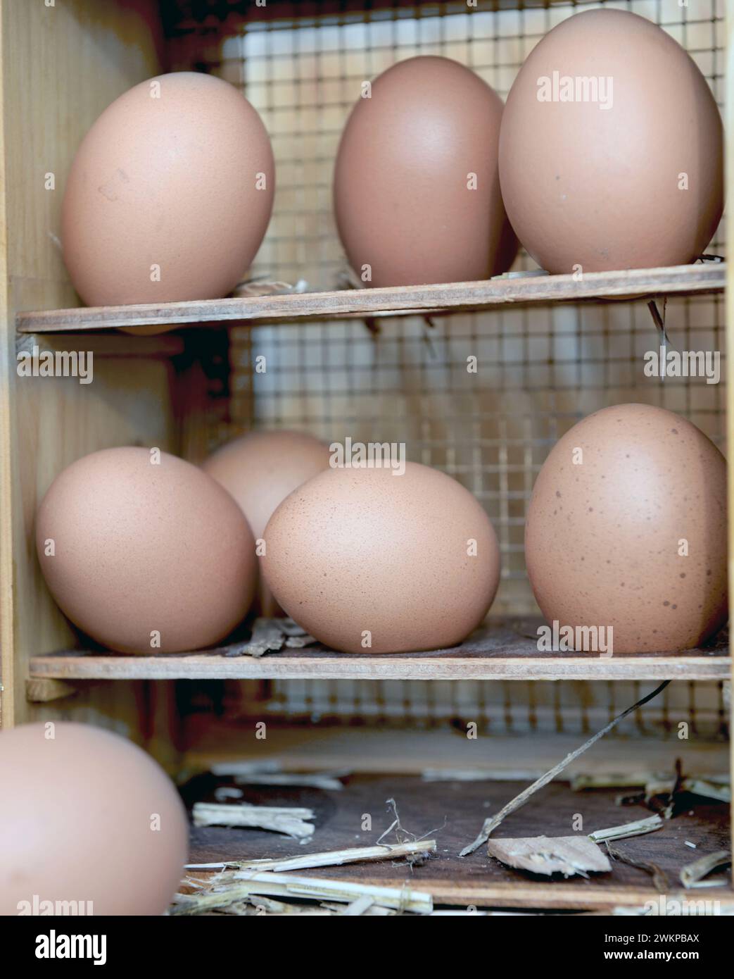 front view on chicken eggs in a rustic box opening on wooden background ...