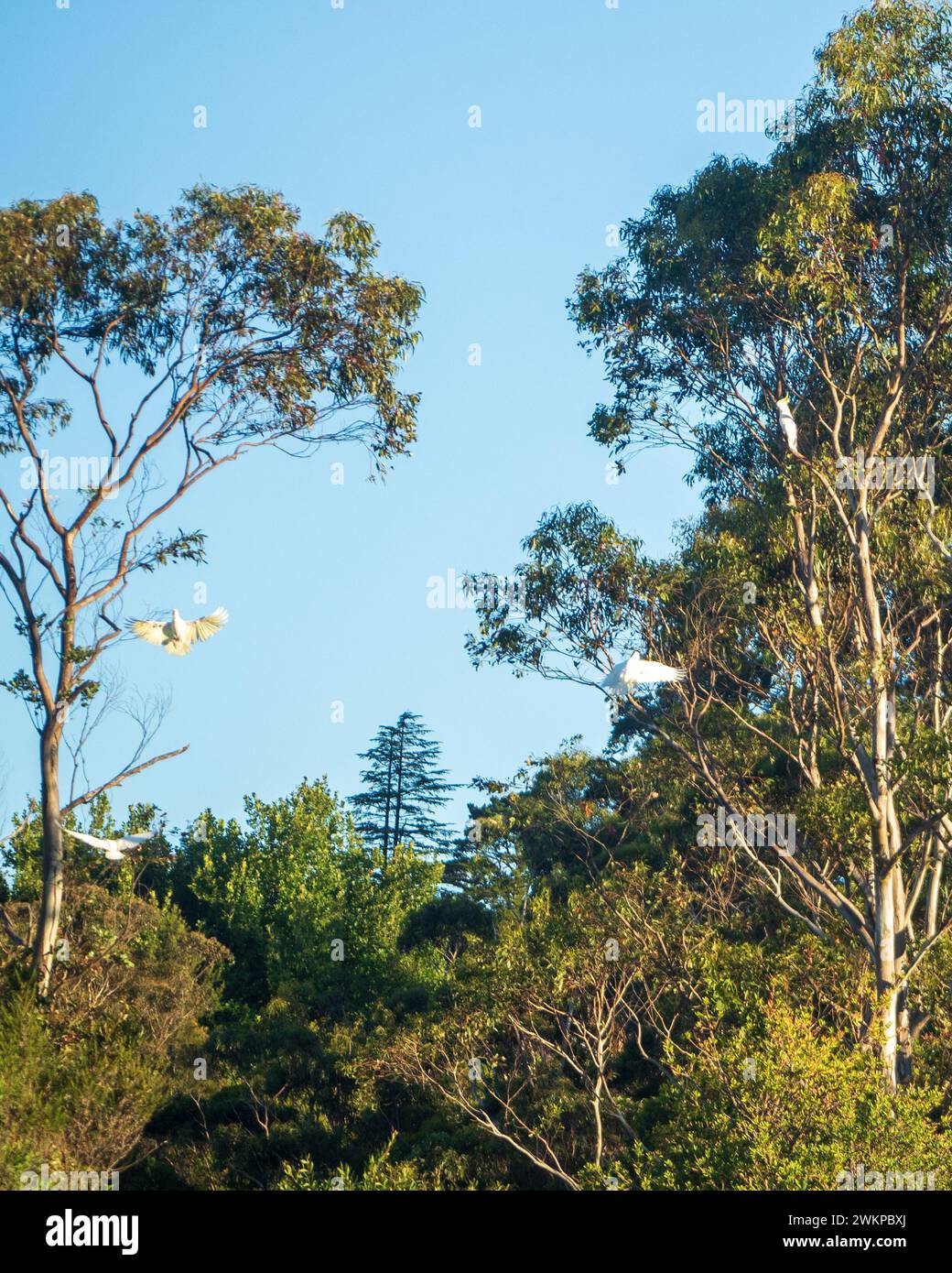 Cockatoos in flight with wings spread and feathers fanned out between ...