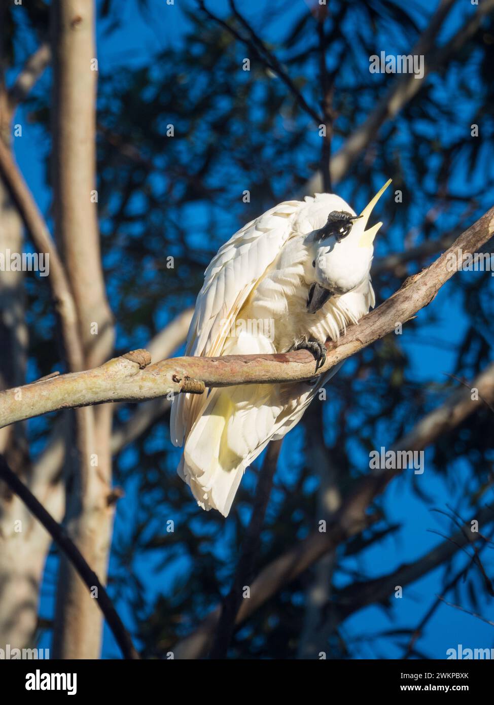 Cockatoo in a tree having a scratch wit one clawreaching up around its ...