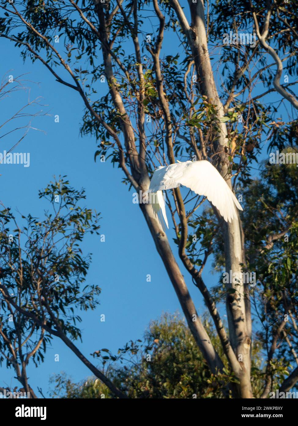 White Sulphur crested Cockatoo in flight, Australian native bird Stock ...