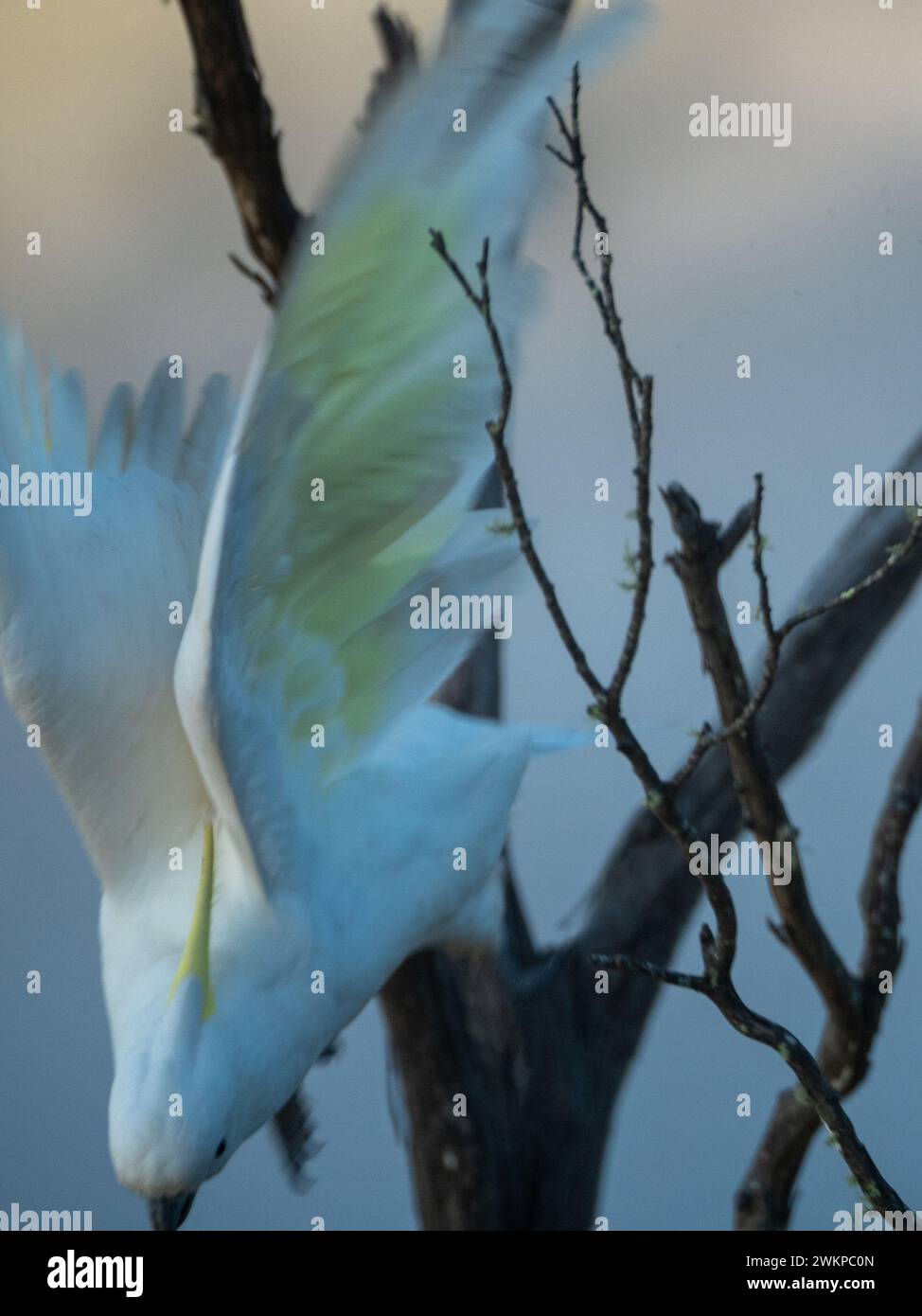 Underwing feathers hi-res stock photography and images - Alamy