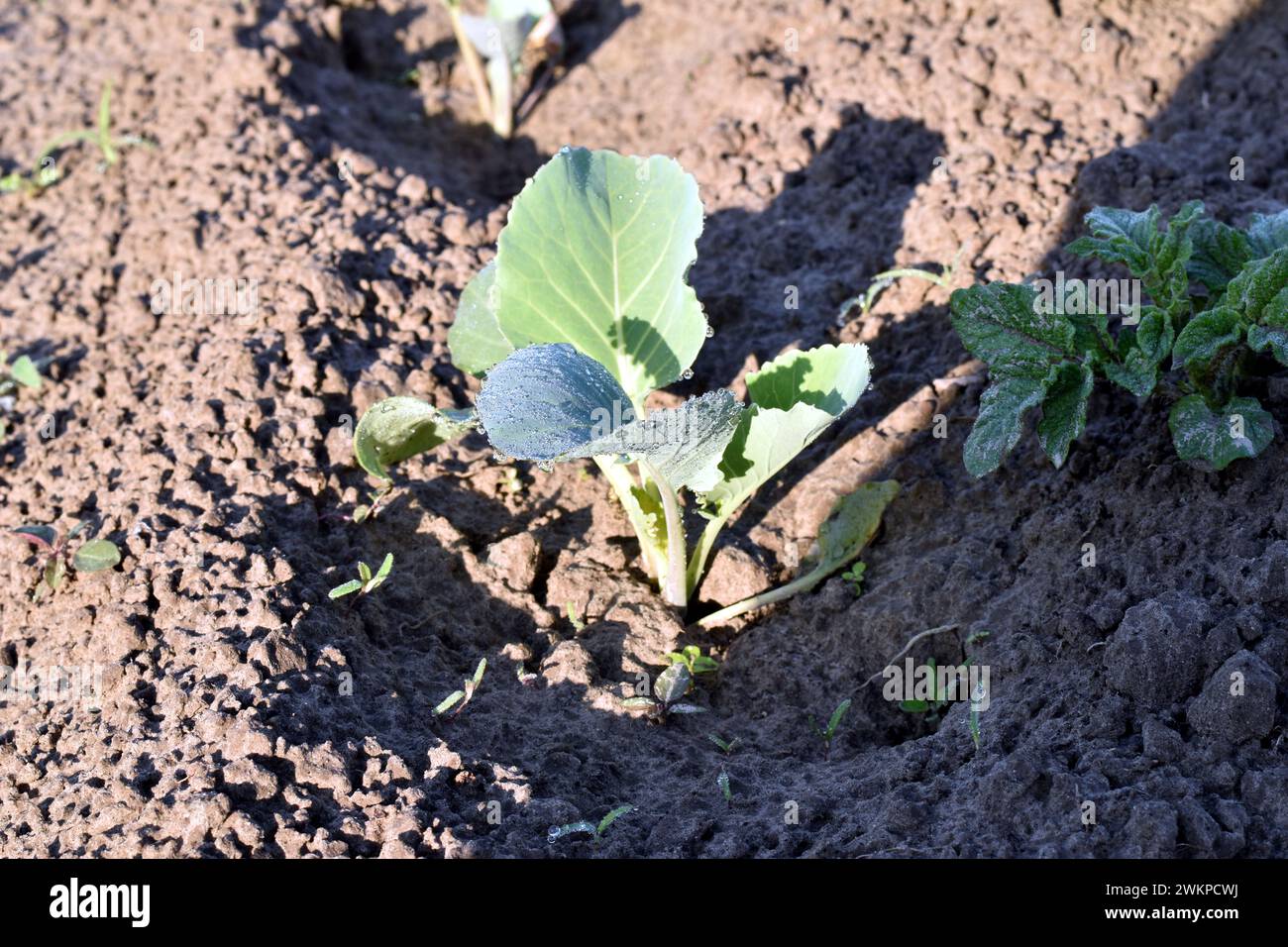 The first cabbage leaves to form in the garden Stock Photo - Alamy