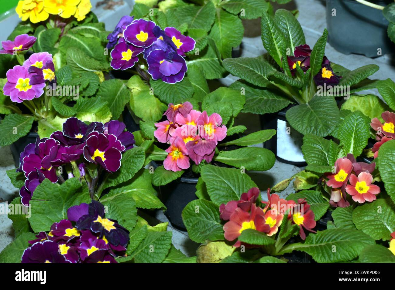 Showcase in a store with a flowering plant Primrose Stock Photo - Alamy