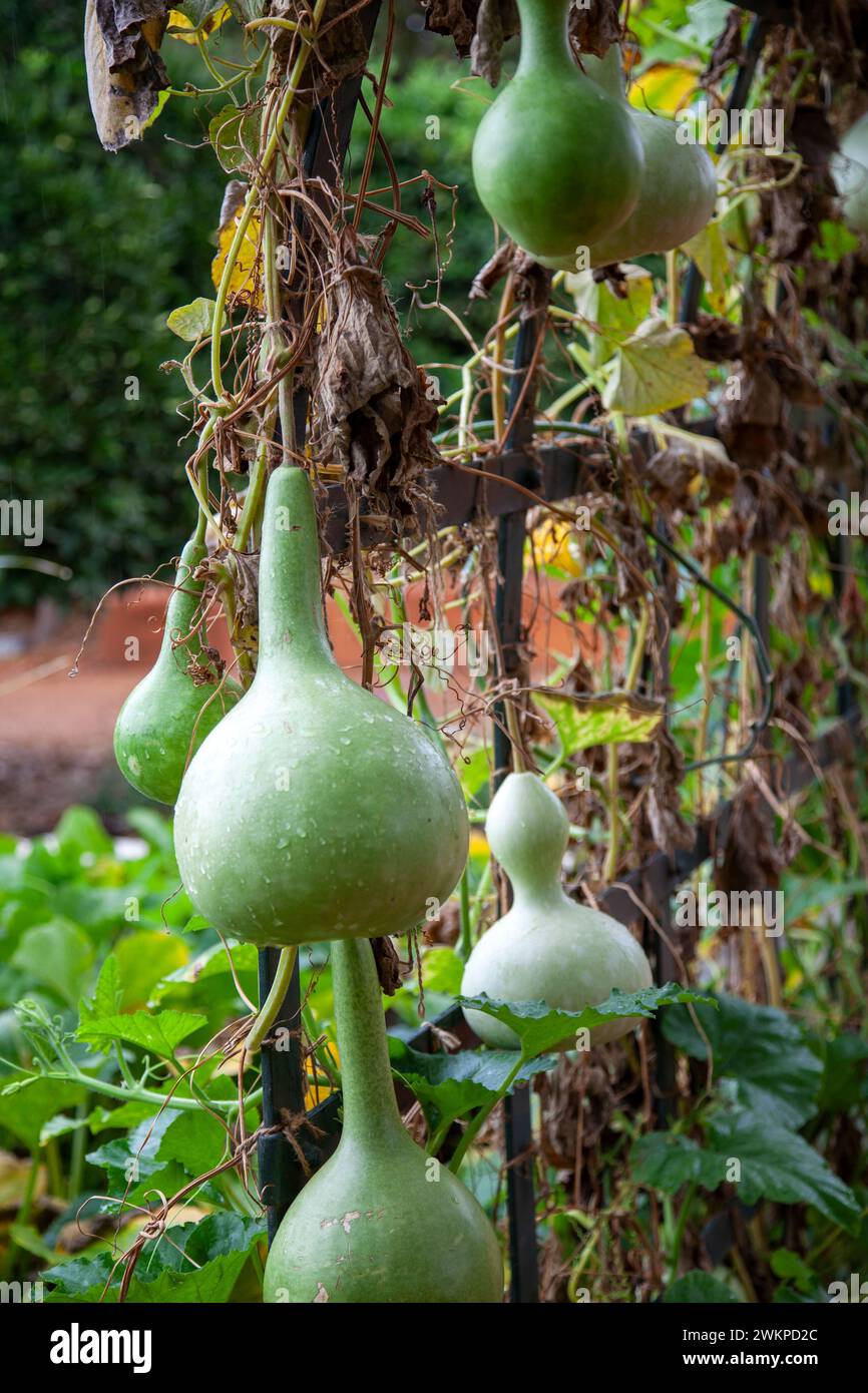 Gourd Tunnel at Babylonstoren in Simondium Winelands in Western Cape ...