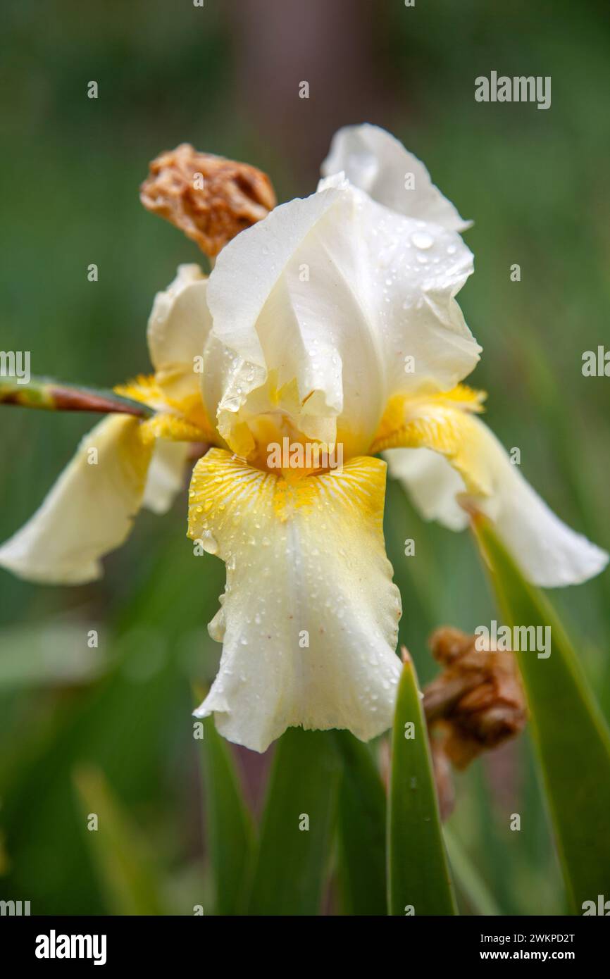 Iris in Gardens at Babylonstoren in Simondium Winelands area in Western ...