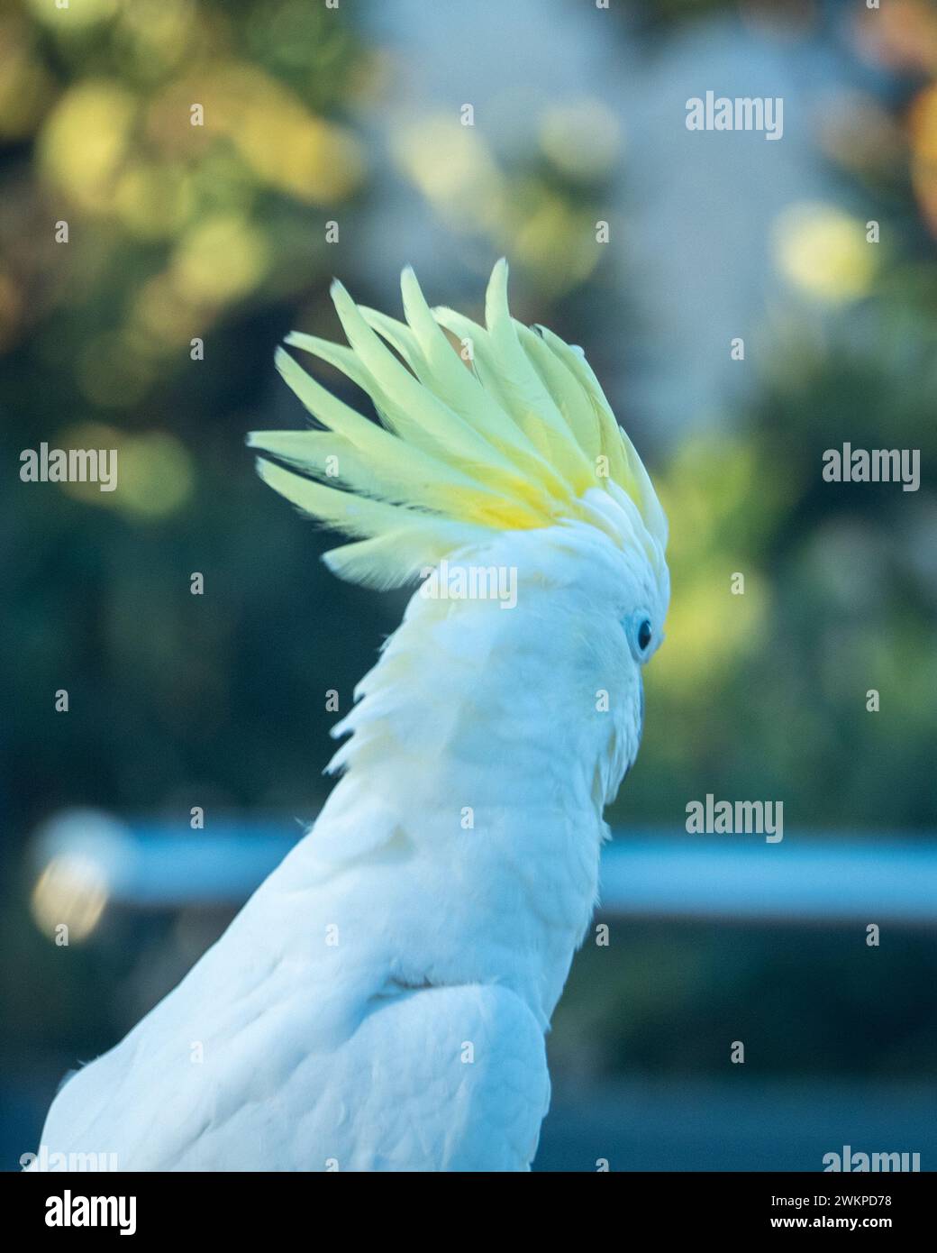Sulphur-Crested Cockatoo showing off its yellow feathers Stock Photo ...