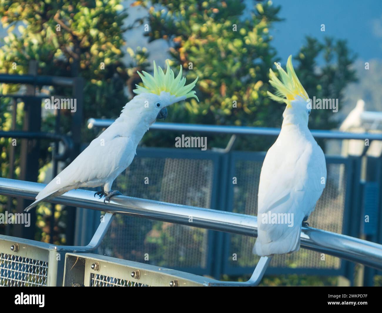Sulphur-Crested Cockatoos showing off their yellow feathers Stock Photo ...