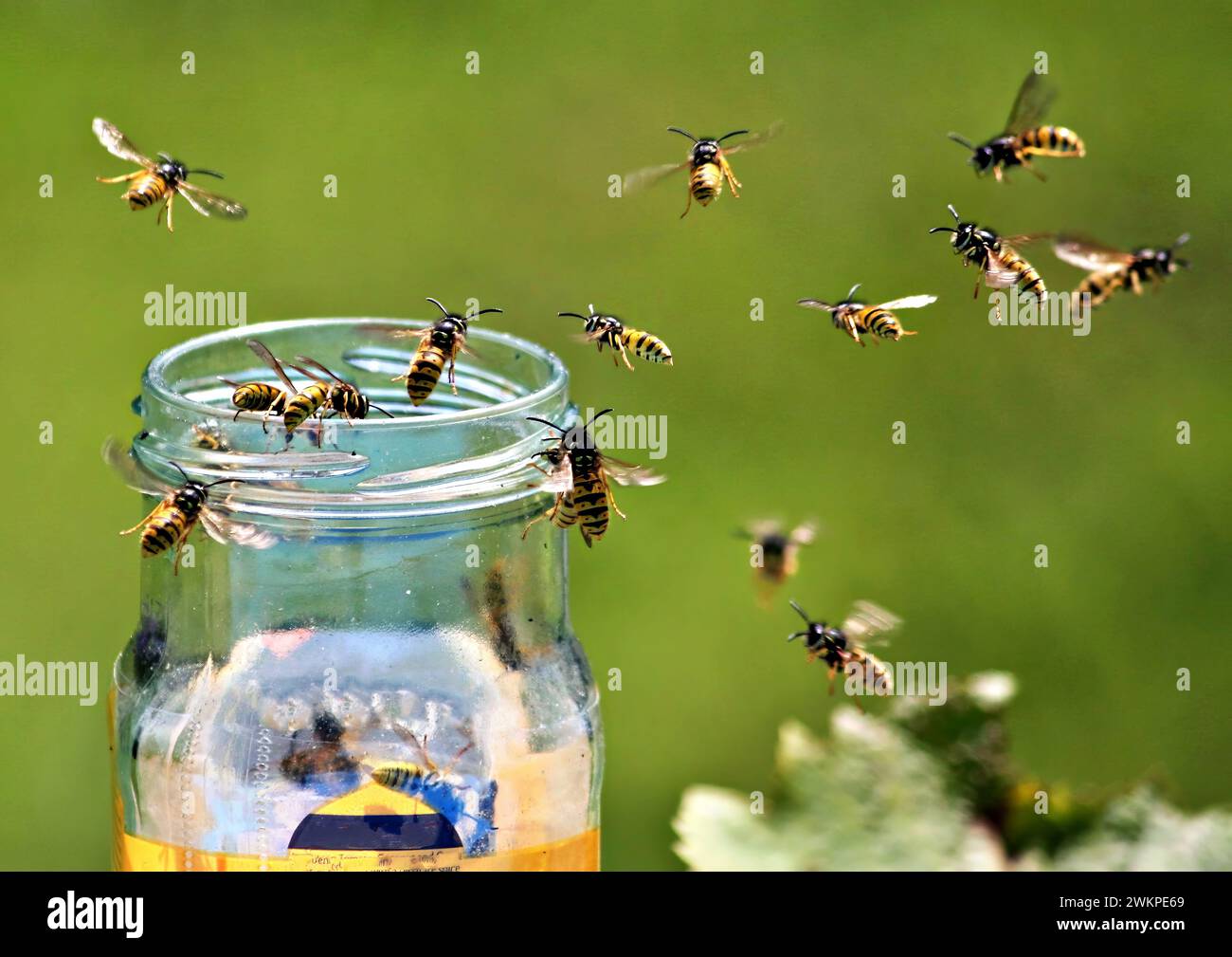 Wasps around a honey jar Stock Photo - Alamy