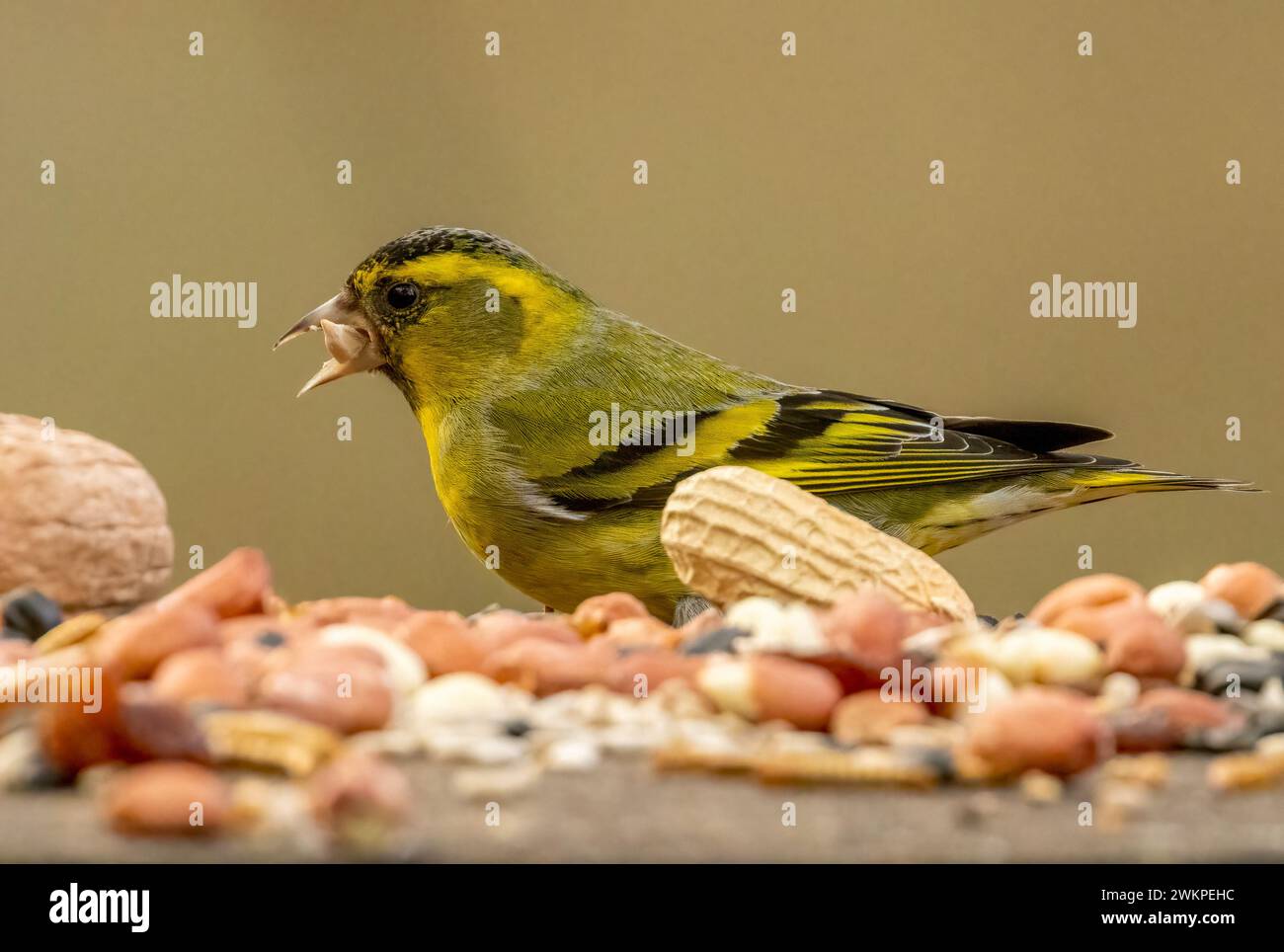 Eating seed hi-res stock photography and images - Alamy