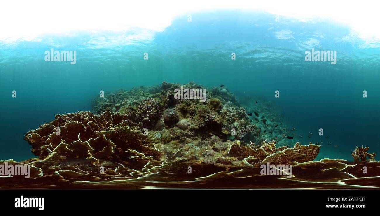 Underwater seascape, colorful fish and coral reef. Marine life under ...