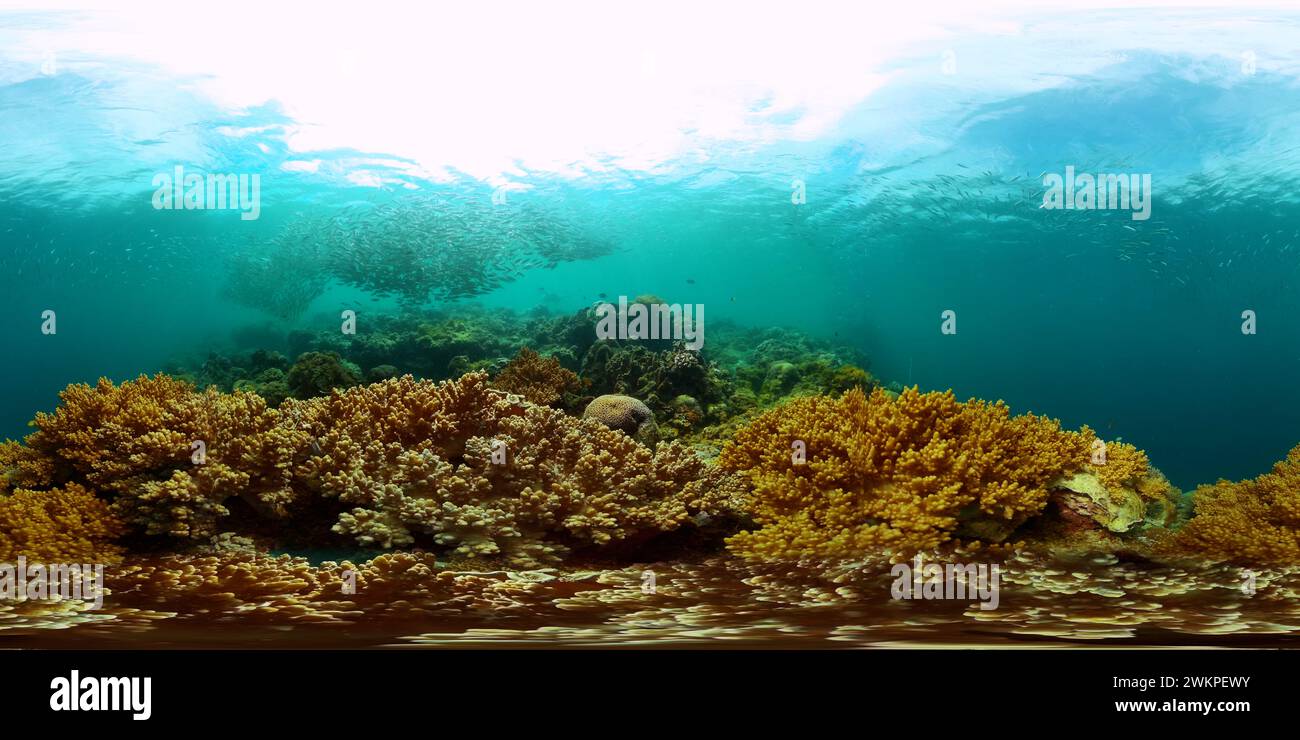 School of sardines underwater scene. Tropical coral under the sea ...