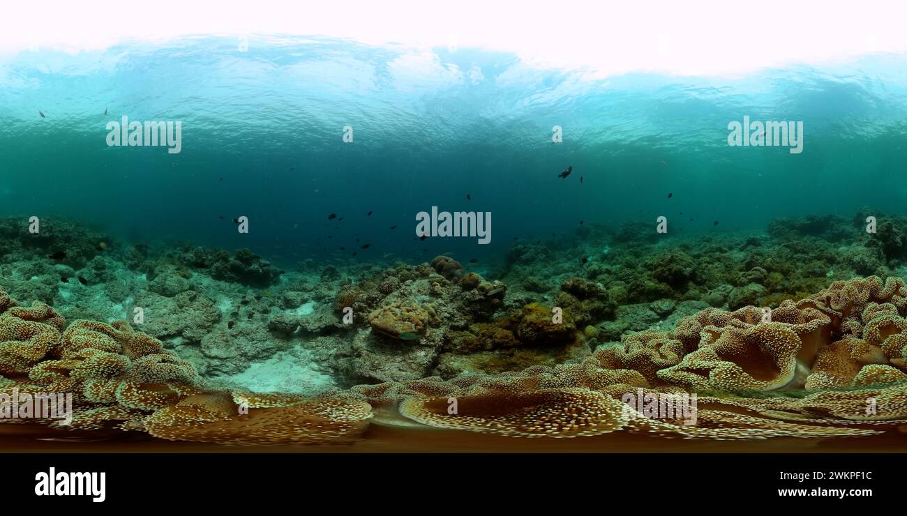 Marine life under the sea. Coral reef and fish underwater world ...