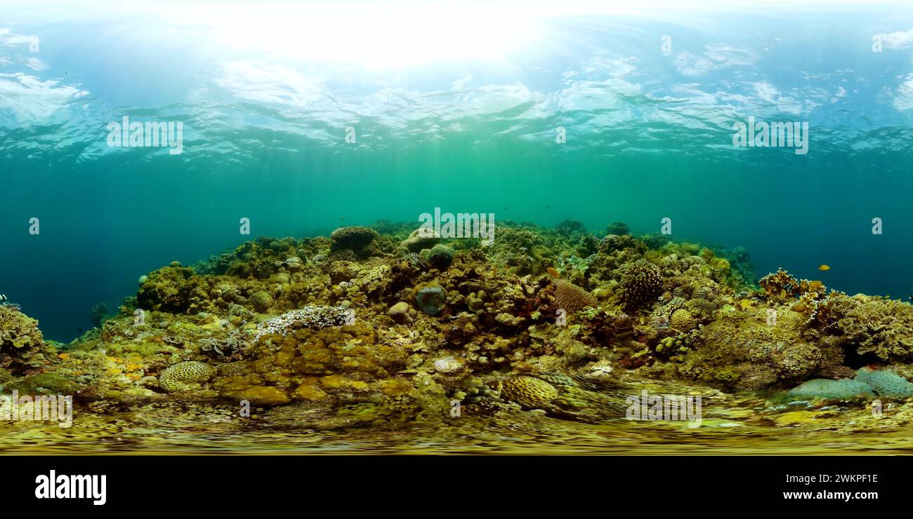 Coral reef ecosystem. Underwater world scenery of colorful fish and ...