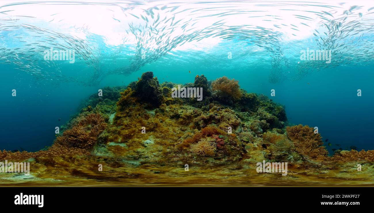 The underwater world with coral reef and school of sardines. Virtual ...