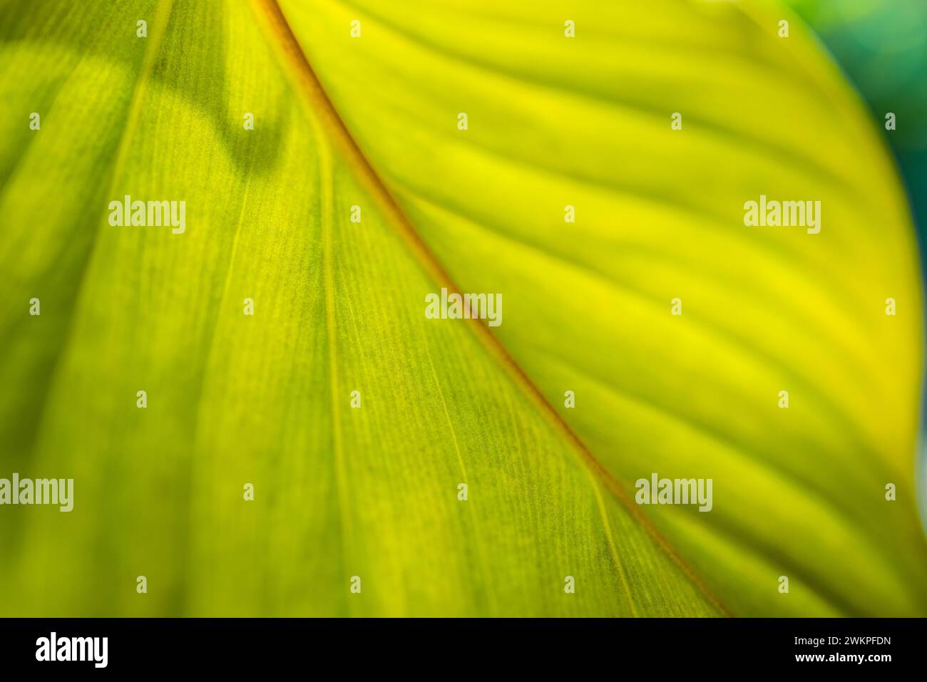 Amazing green leaf macro. Bright sunny closeup, artistic panoramic crop ...