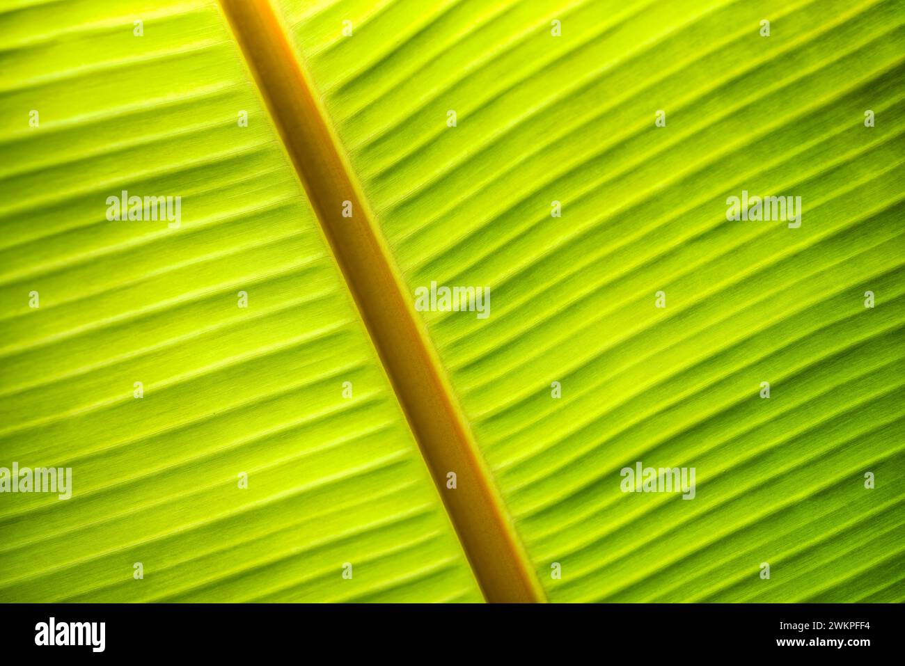 Amazing green leaf macro. Bright sunny closeup, artistic panoramic crop ...
