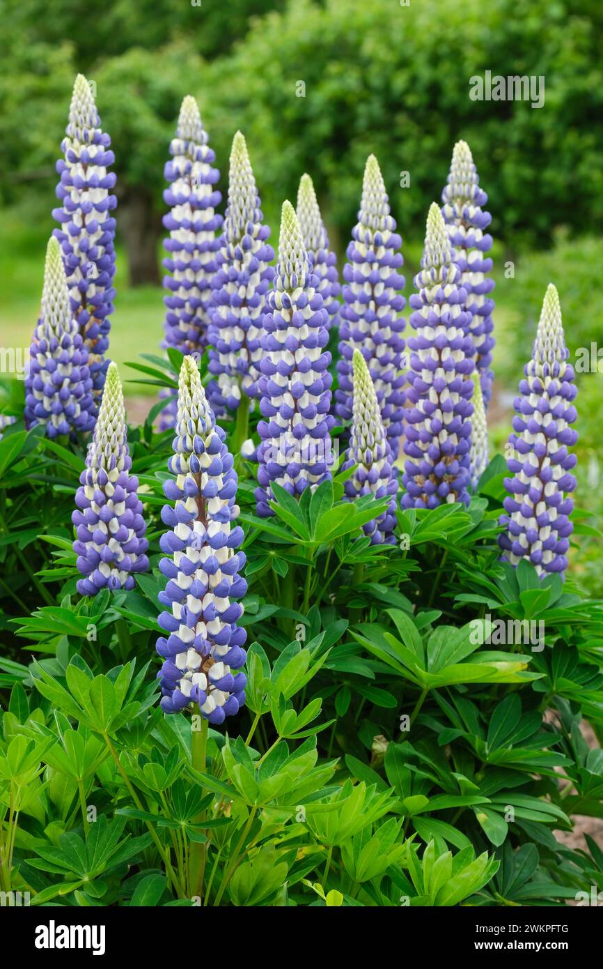White lupin hi-res stock photography and images - Alamy