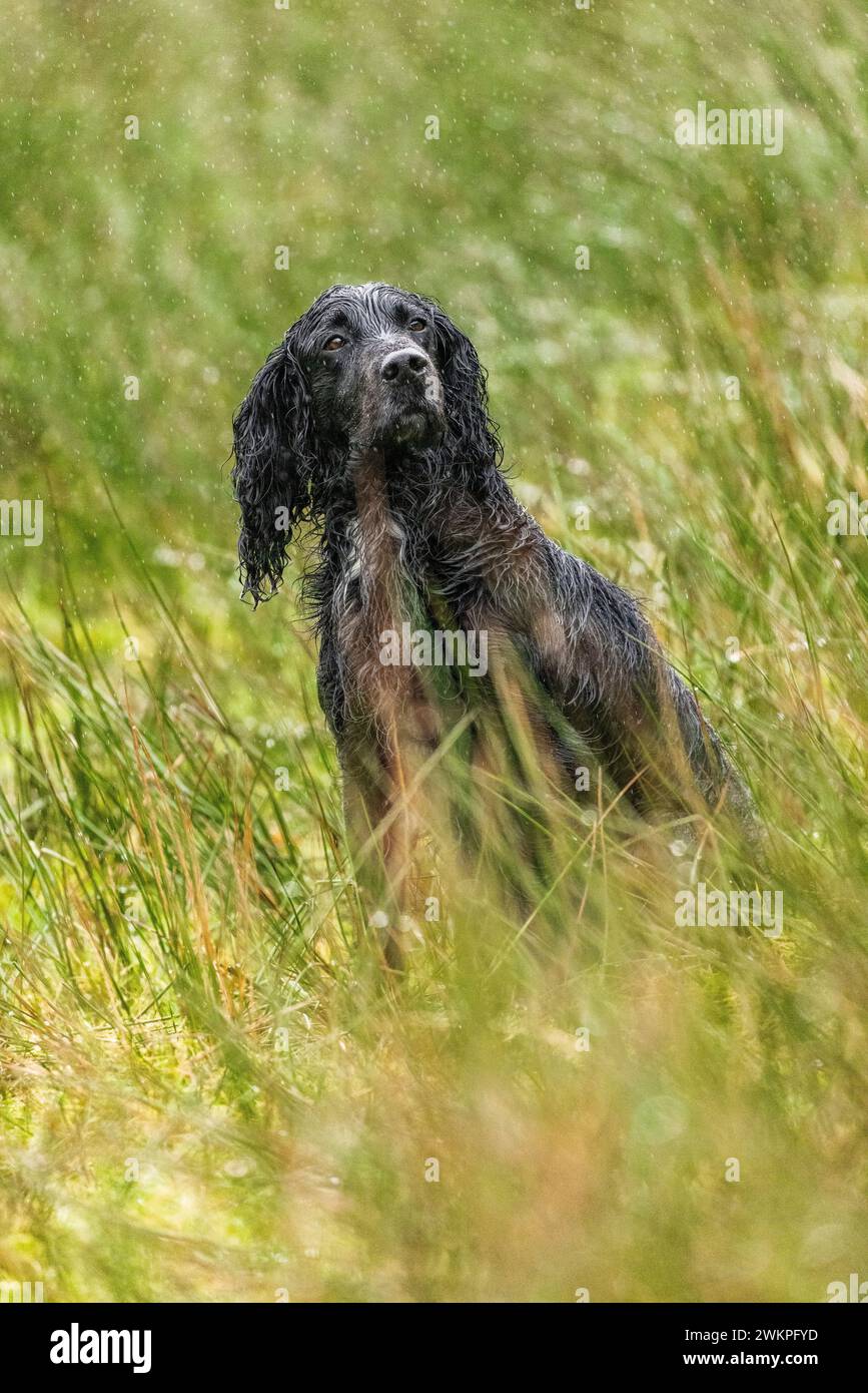 Browning field gun hi-res stock photography and images - Alamy